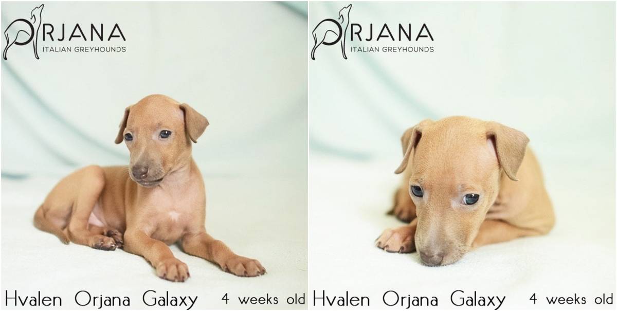 Mali Italijanski Hrt - Stenci! | Prodaja pasa svih rasa | Psi na ...
