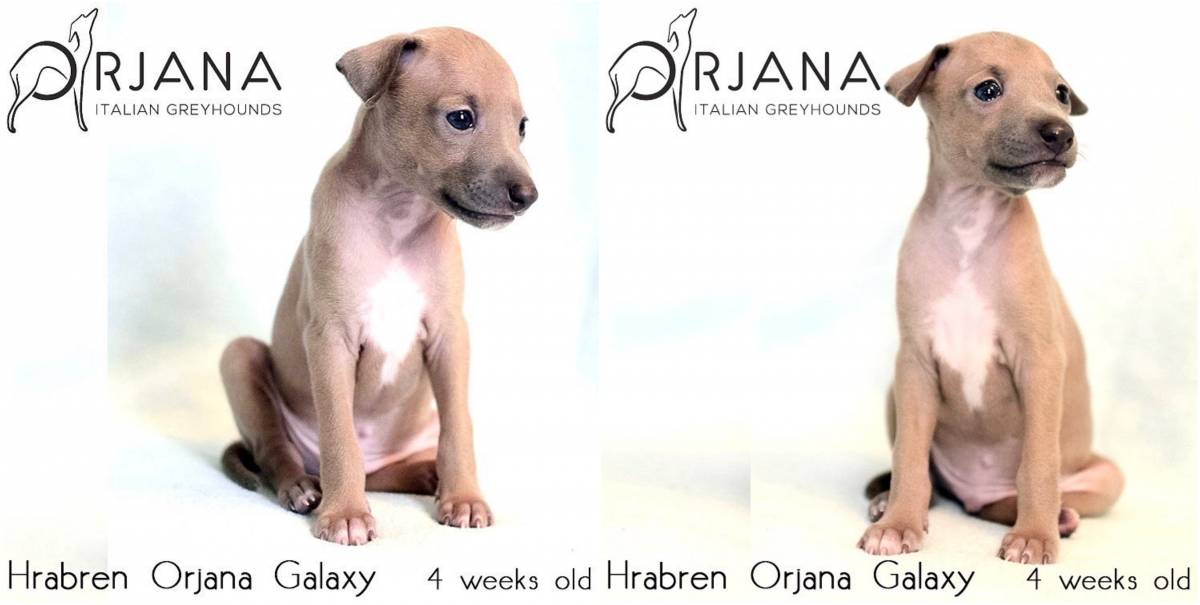 Mali Italijanski Hrt - Stenci! | Prodaja pasa svih rasa | Psi na ...