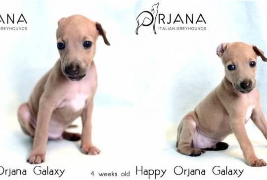 Mali Italijanski Hrt - Stenci! | Prodaja pasa svih rasa | Psi na ...